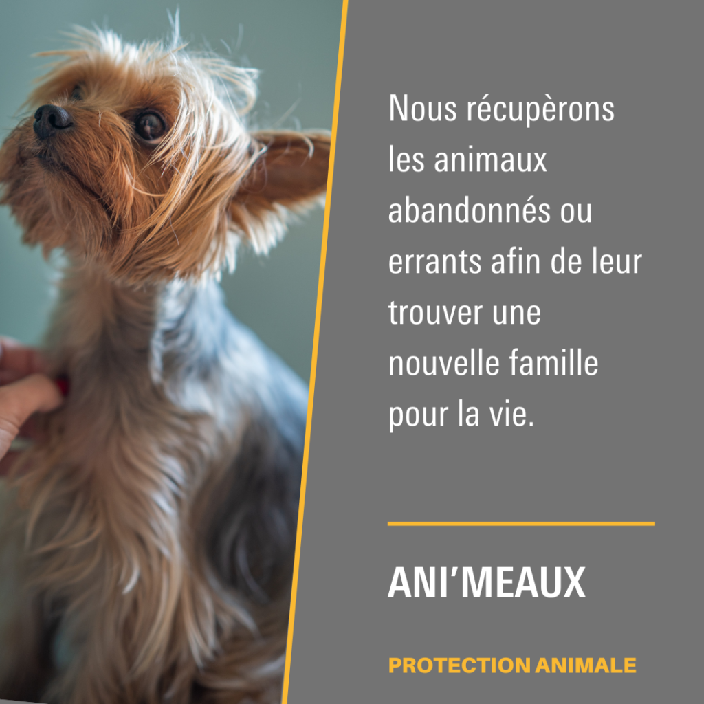 Protection Animale : Chien – l'Arche des Associations