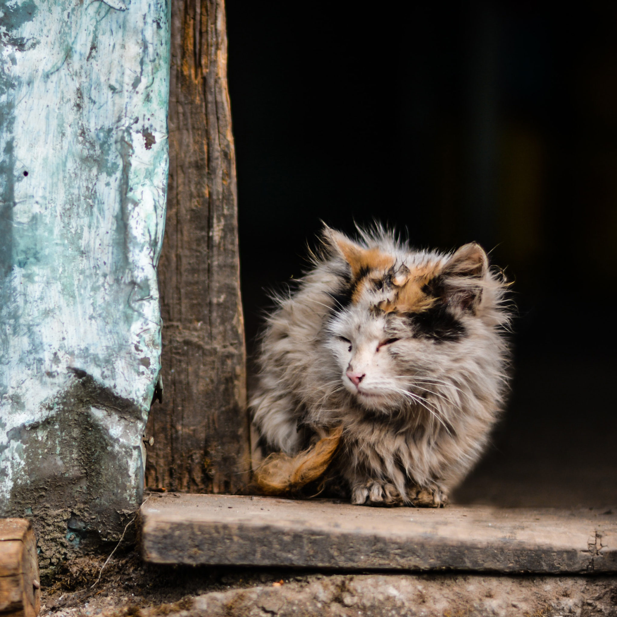 Que dit la loi sur les chats errants ? – l'Arche des Associations